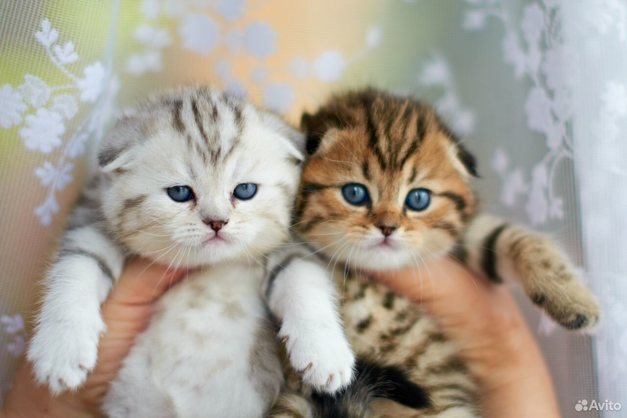 Шотландские вислоухие котята золото и серебро