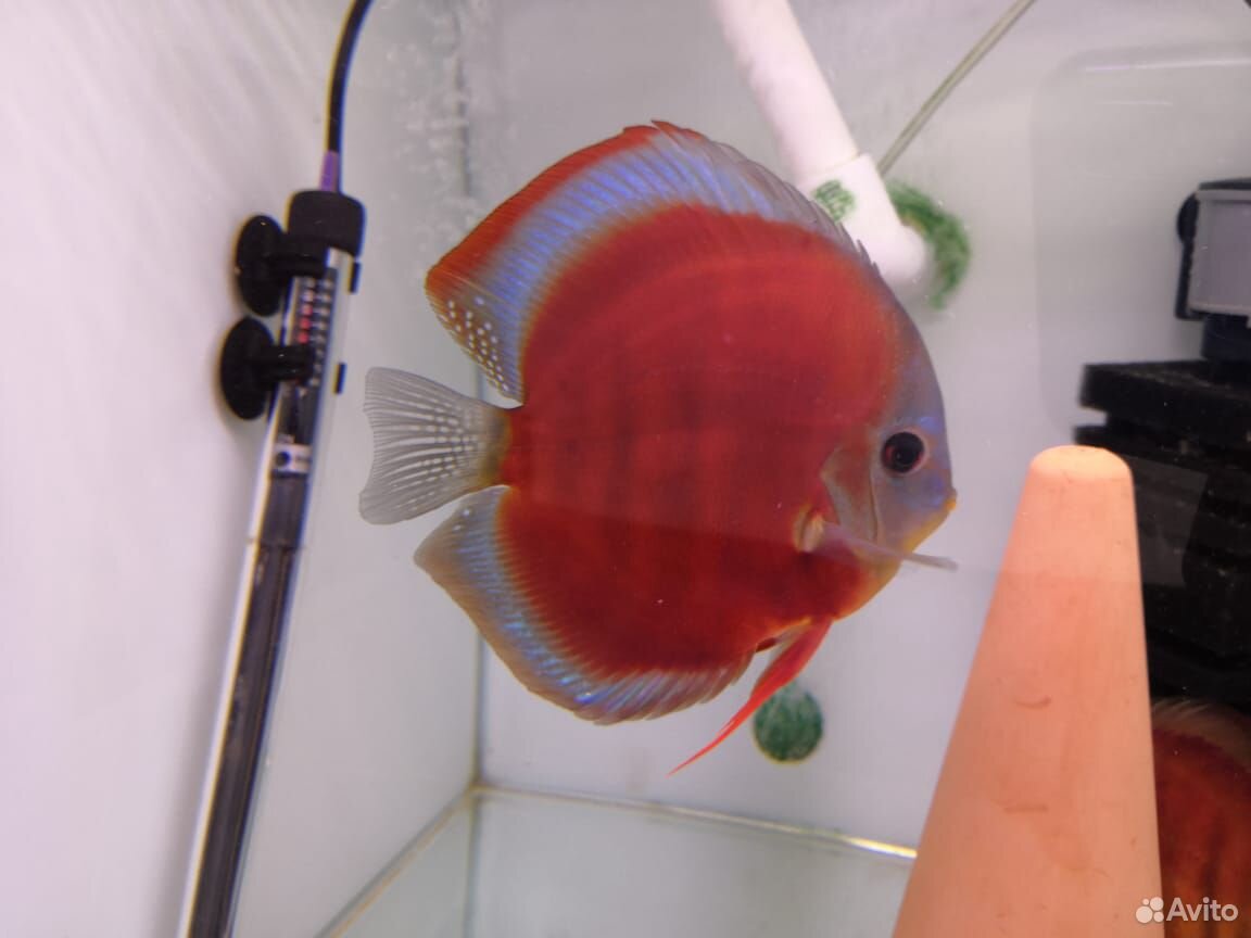 Дискусы Ред ковер из Ростова-на-Дону