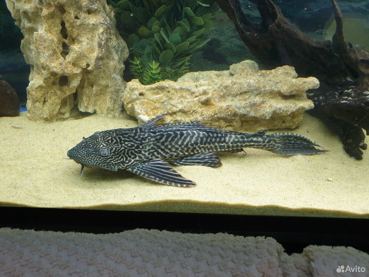 Сом Плекостомус