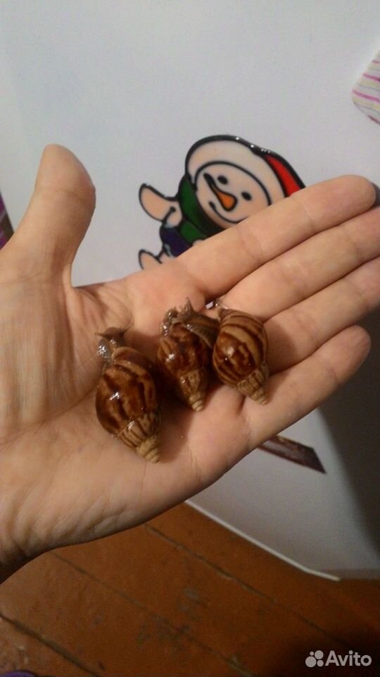 Продам улиток ахатина иммакулята