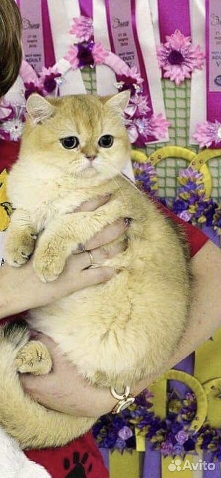 Британский кот