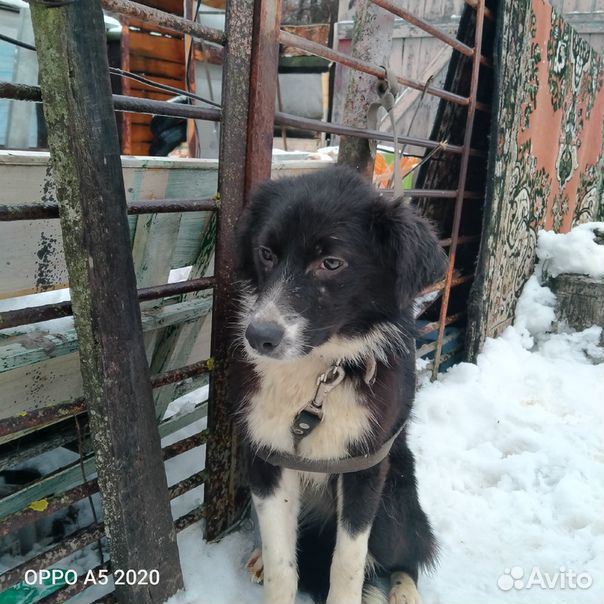 Собака стерилизованная