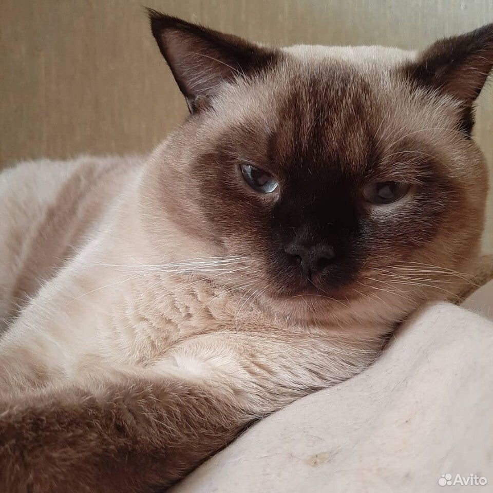 Котик Молли ждет в гости невесту