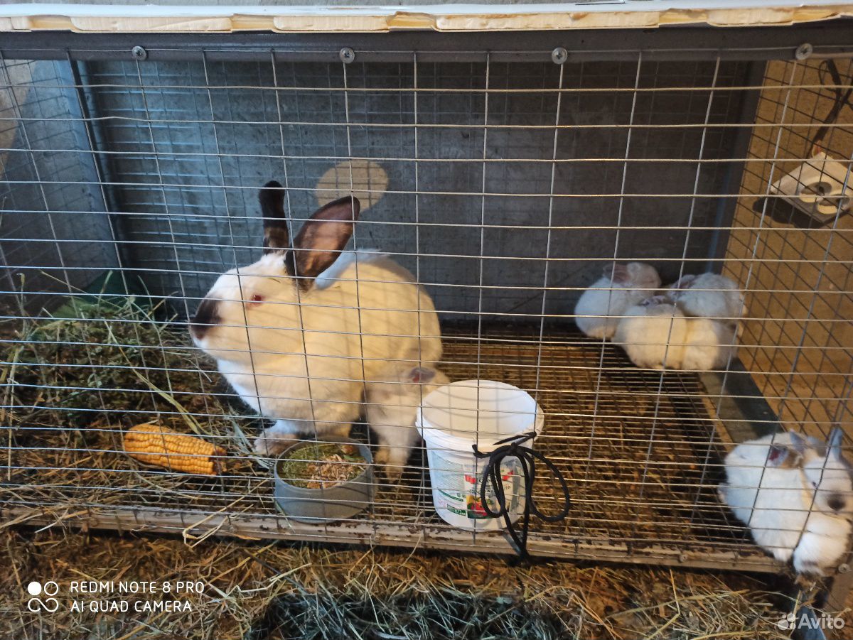 Кролики взрослые