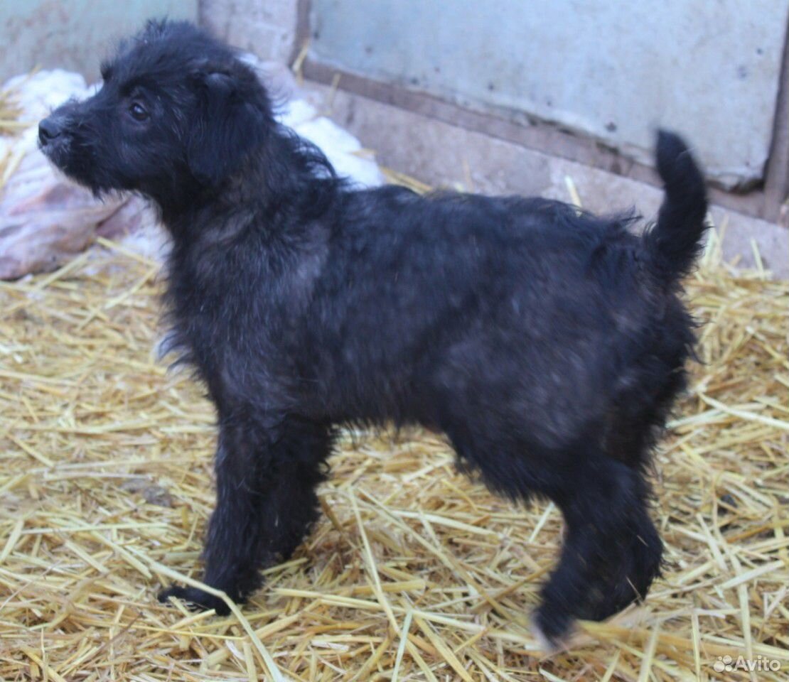 Мантис в добрые руки