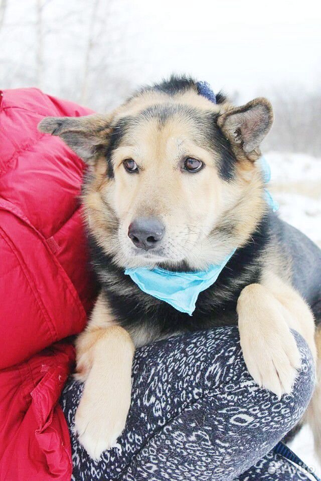 Грустный пёсик в дар