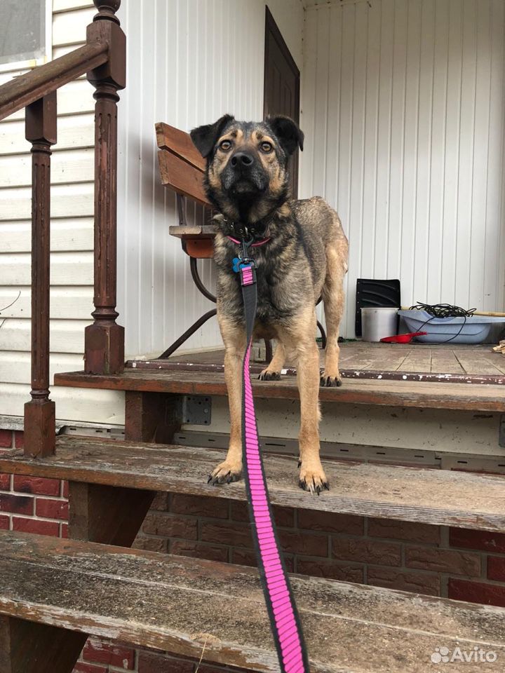 Сонечка в добрые руки