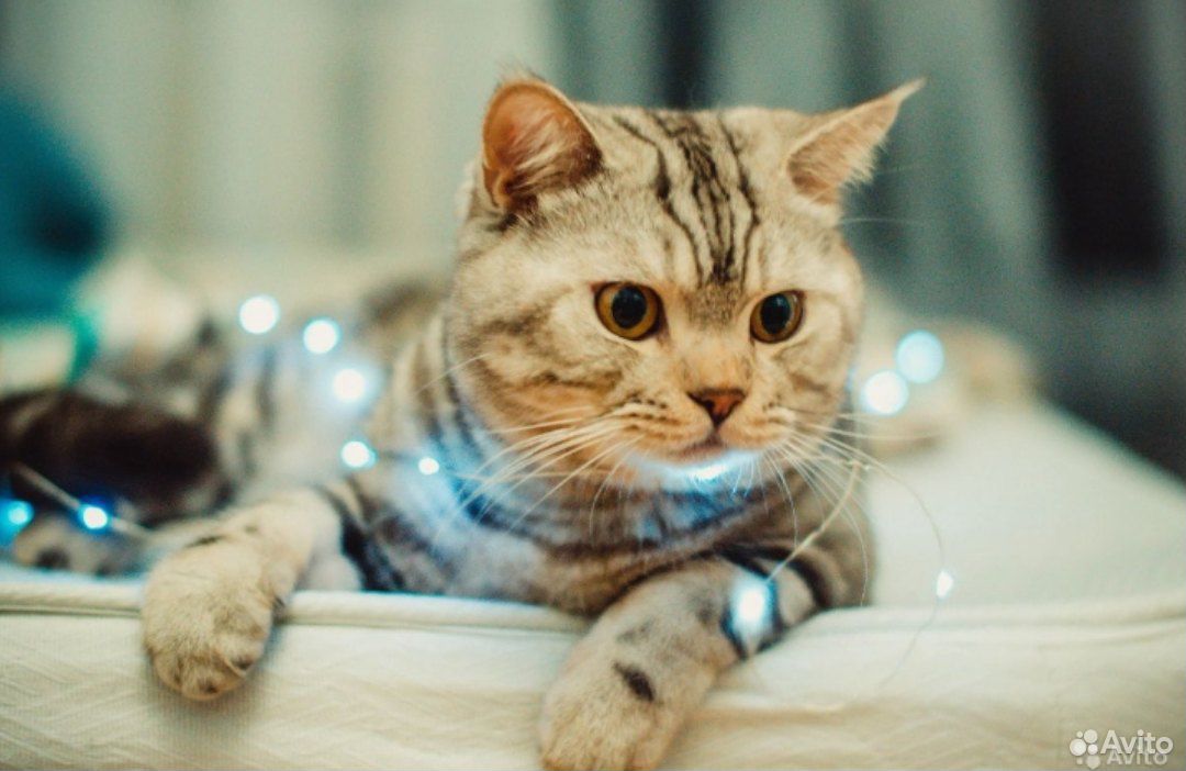 Британский кот. Вязка с котом. Британец. Кот