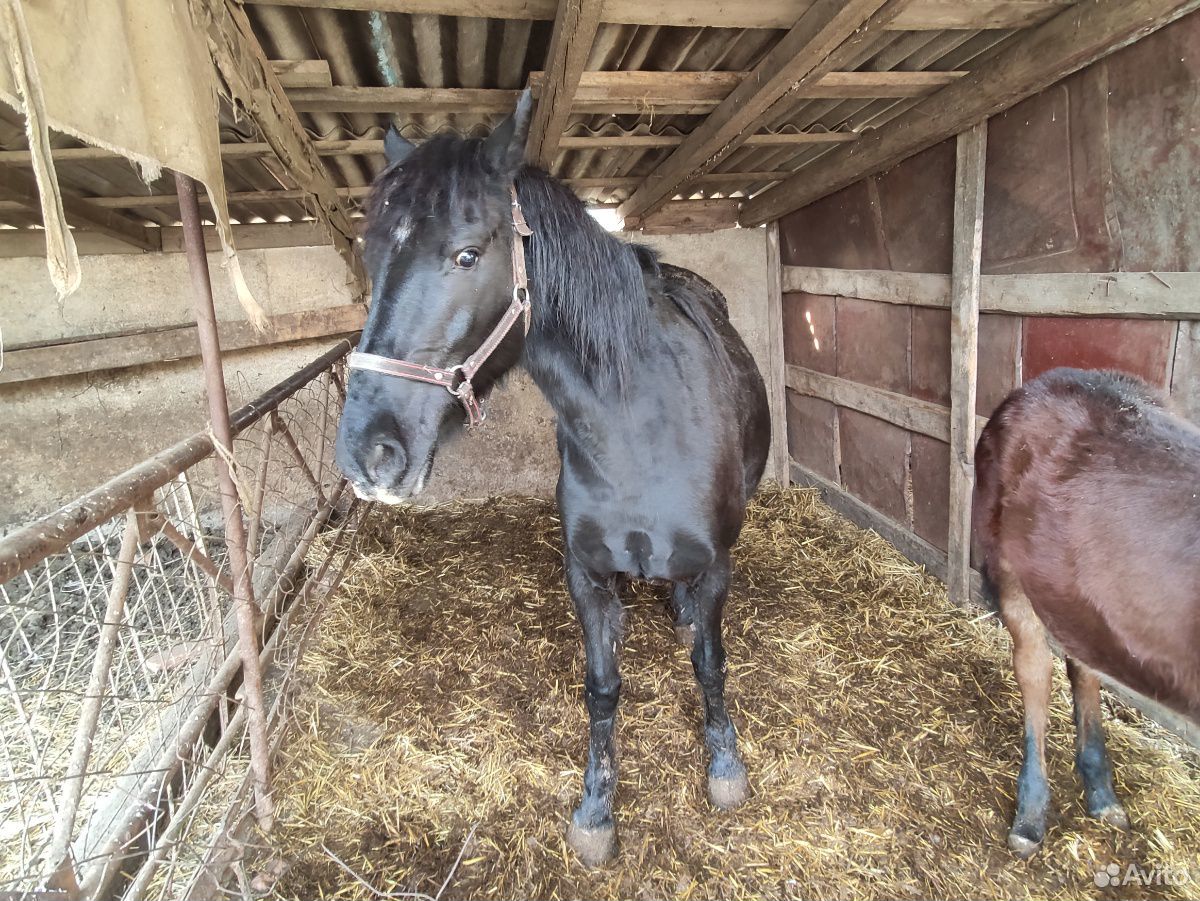 Продаю кобылу