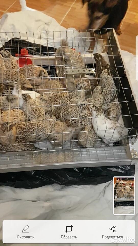 Перепела Несушки молодые и петухи