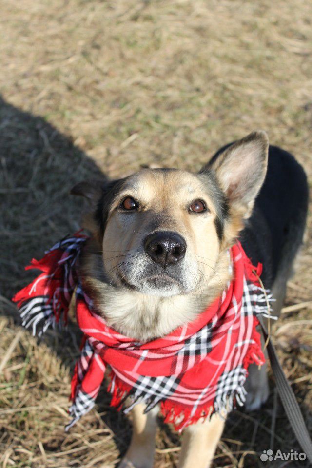 Добрый пёс Венечка в спокойную семью