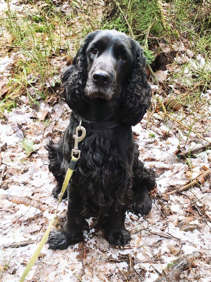 Спаниель чёрный