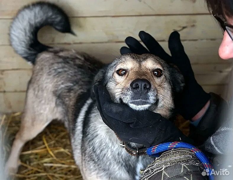 Соня ищет дом