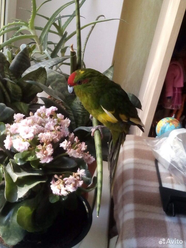 Попугай какарик