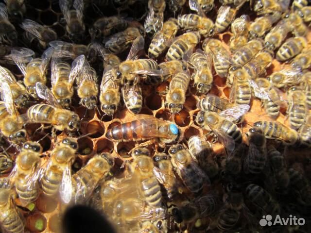 Пчелопакеты отводки пчелы Санкт-Петербург