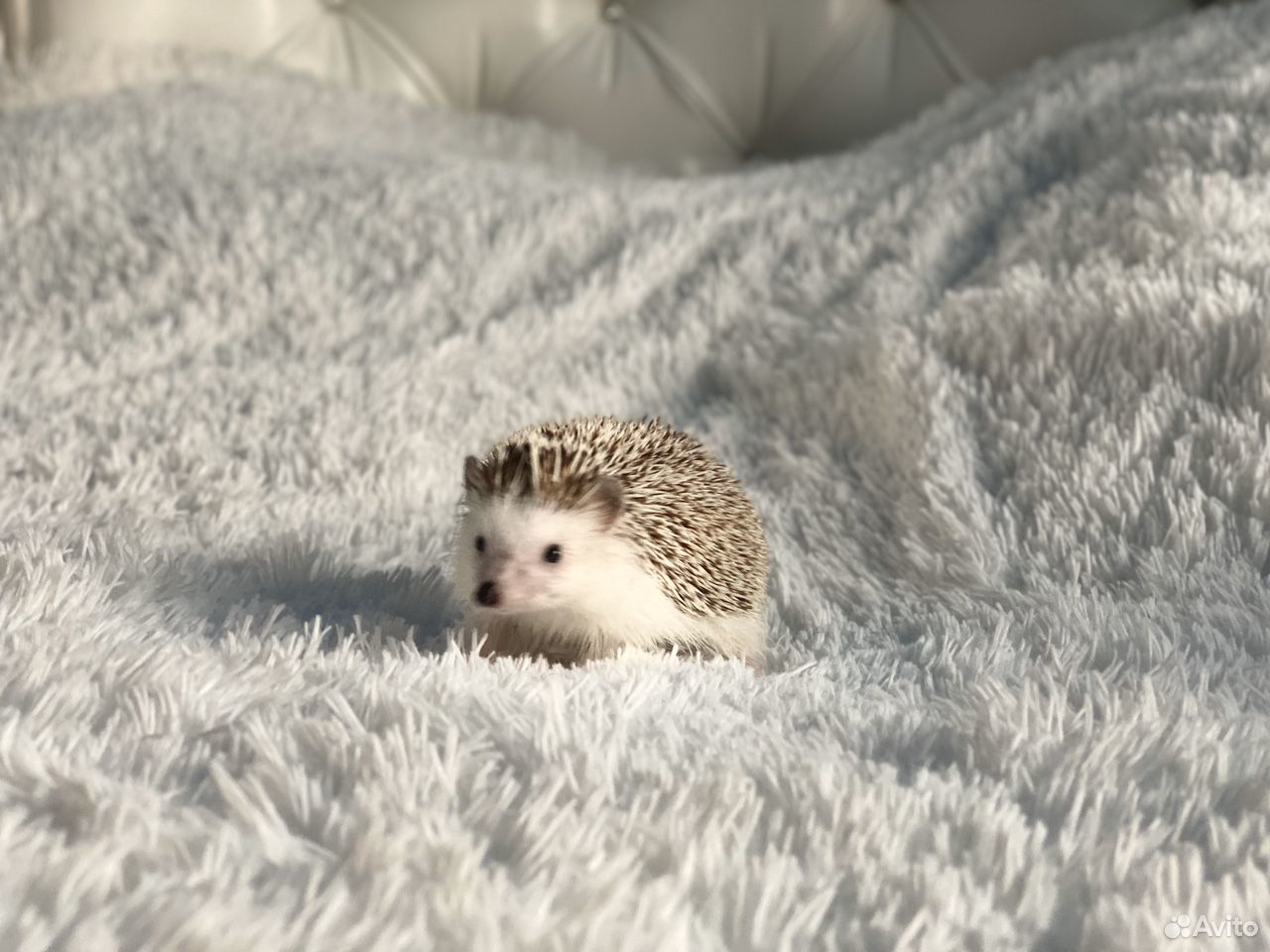 Африканский ежик