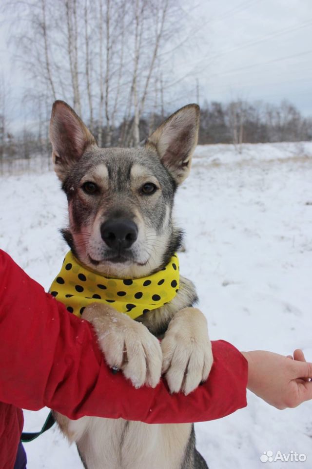 Пёсику Вульфи из приюта очень нужен дом
