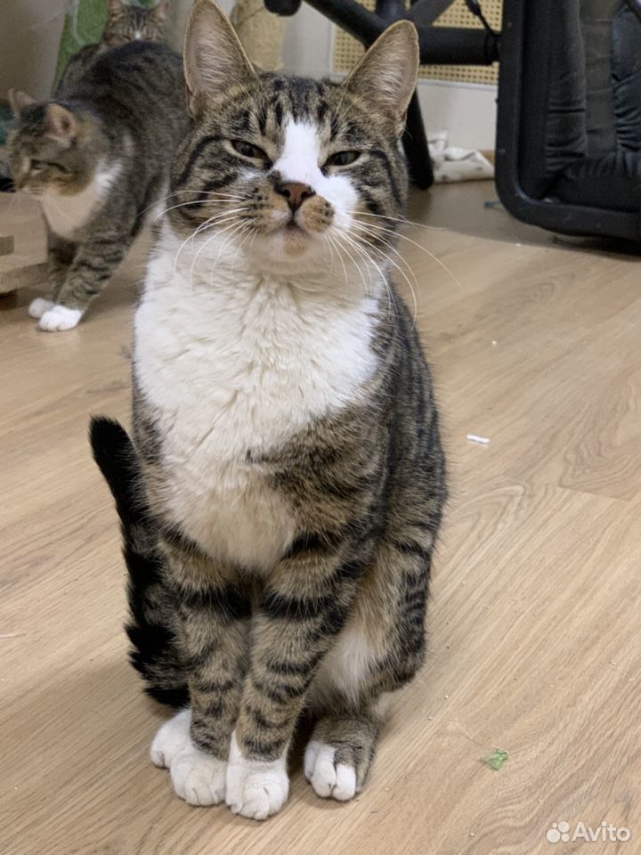 Конопатик 1 год