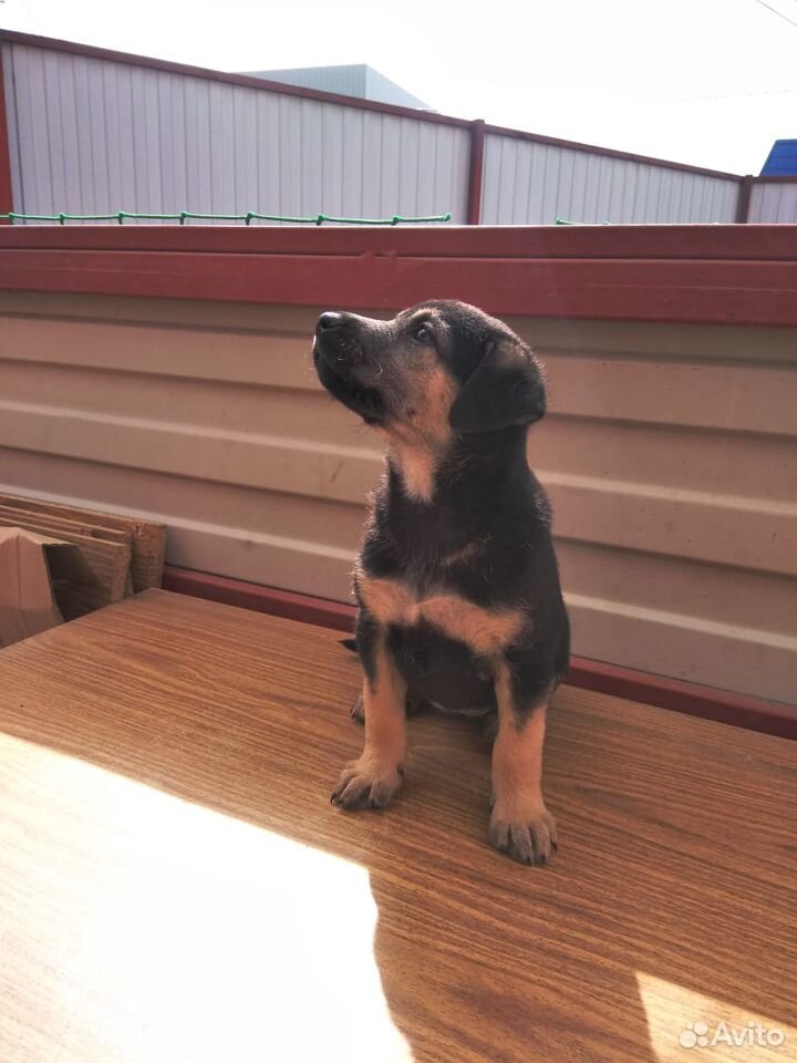 Великолепные щенки в надежные руки