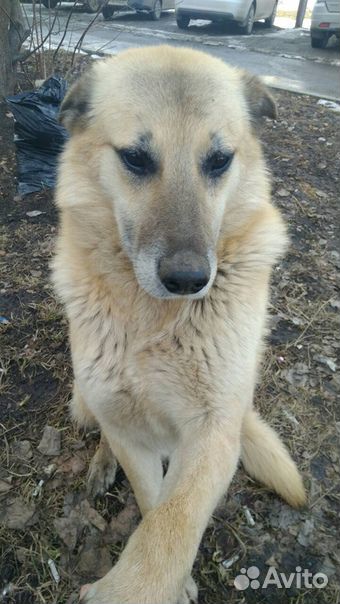 Песик подросток