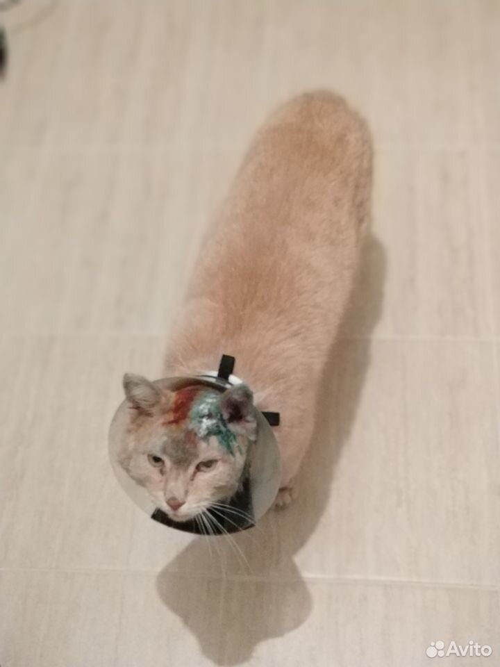 Кот в добрый дом
