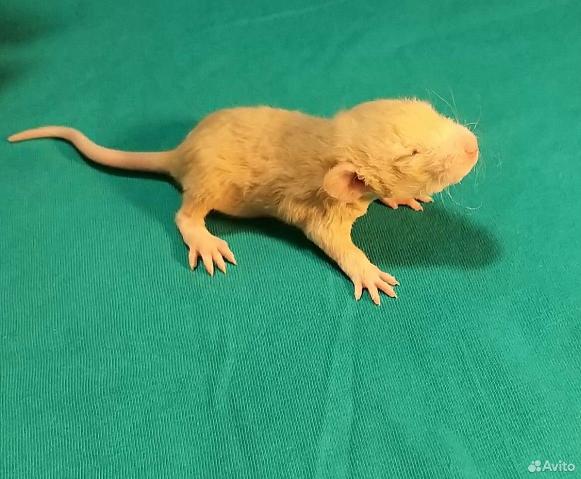 Крысята дамбо рыжики