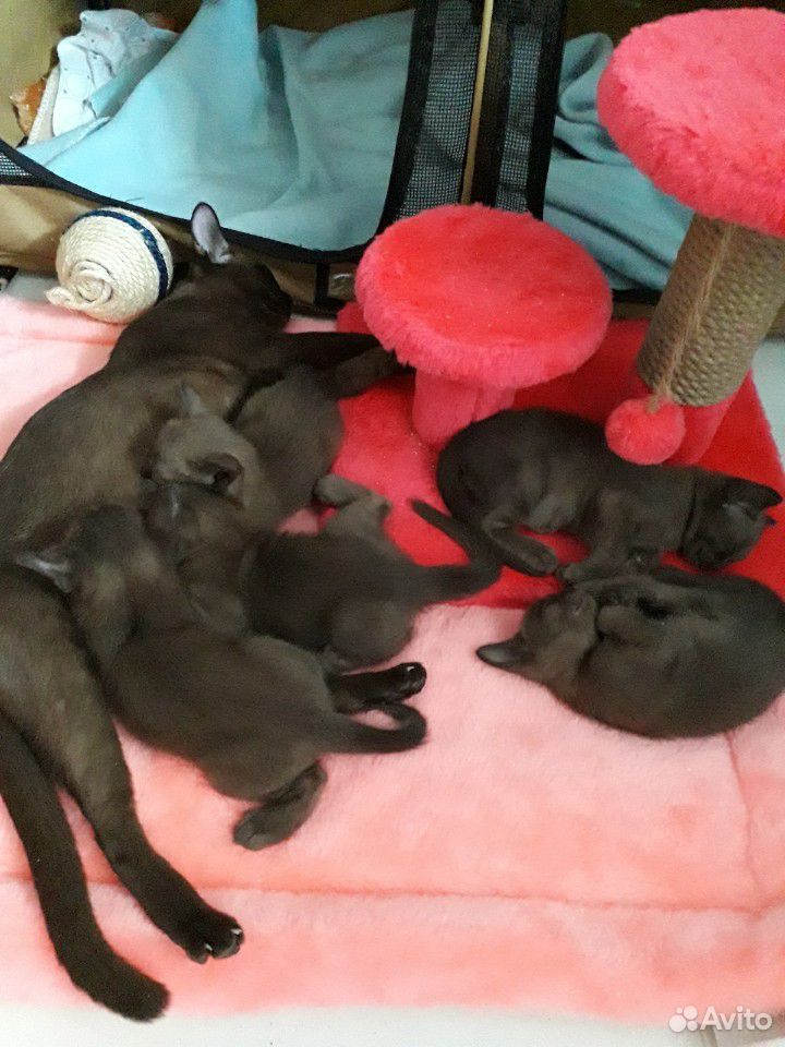 Бурманские малыши