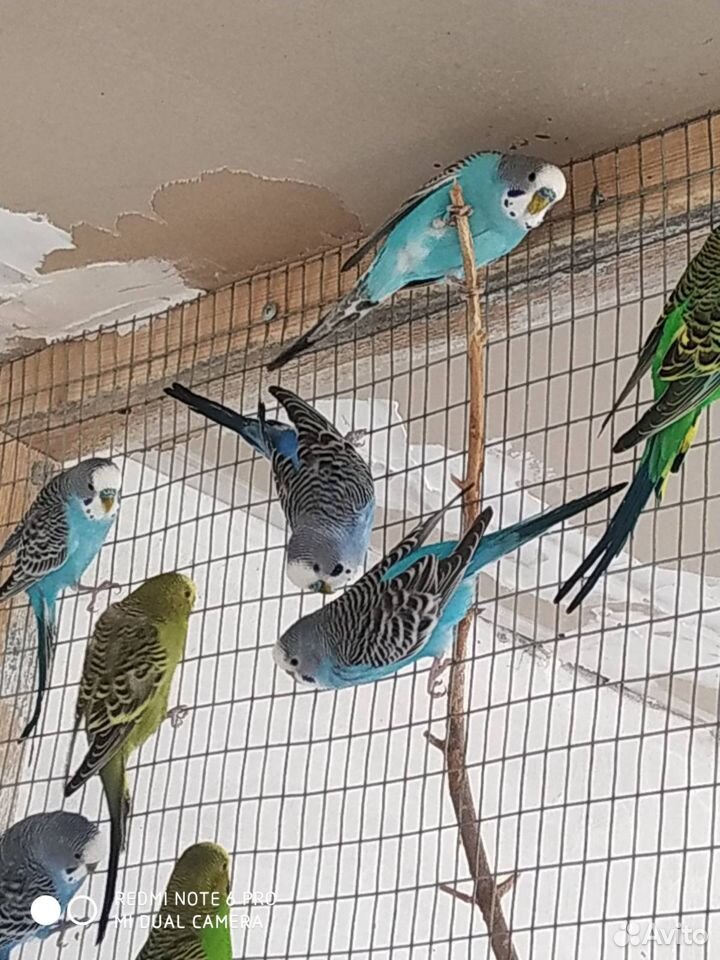 Волнистый попугай