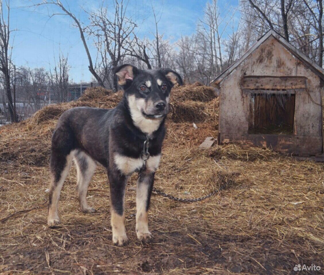 Собака Мирта