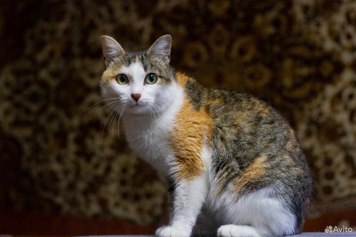 Кошечка Клепа