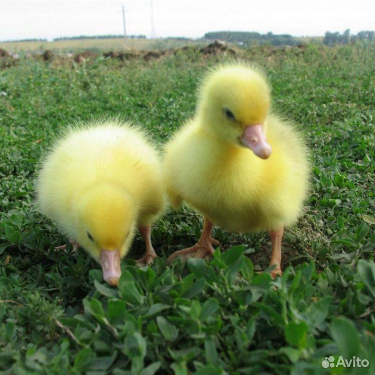Гусята оптом