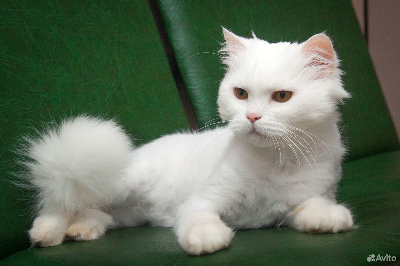 Зефирка только для вас