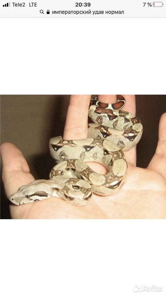 Удав обыкновенный императорский (Boa constrictor i