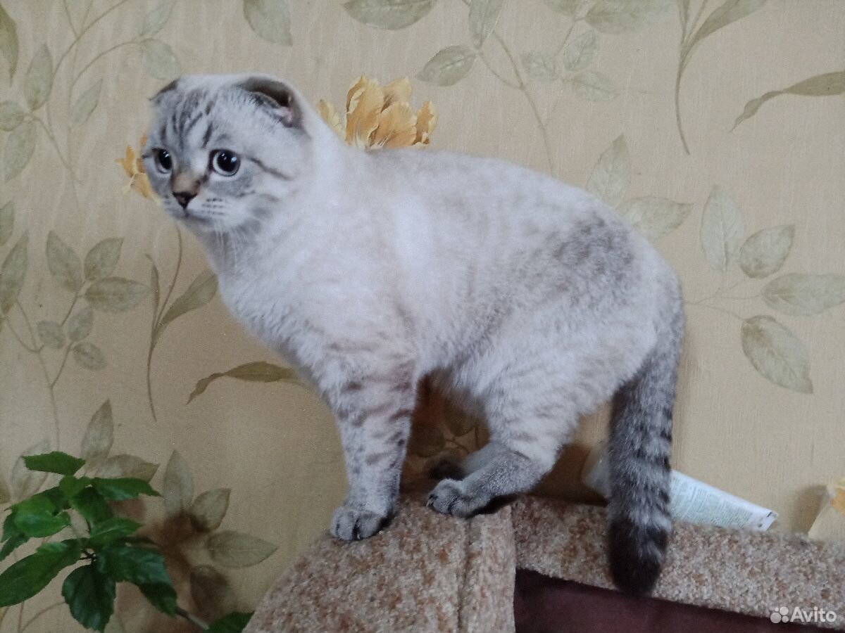 Котик вязка