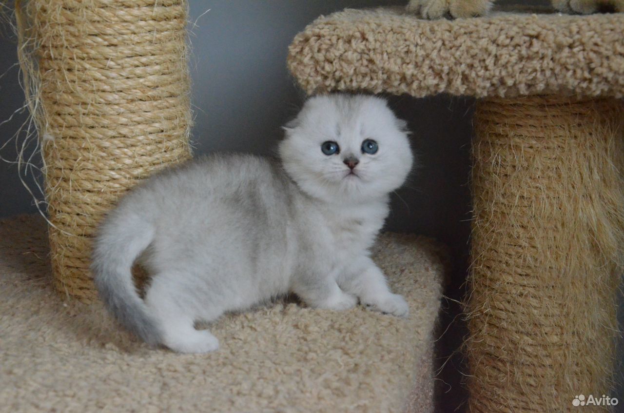 Вислоухая кукла