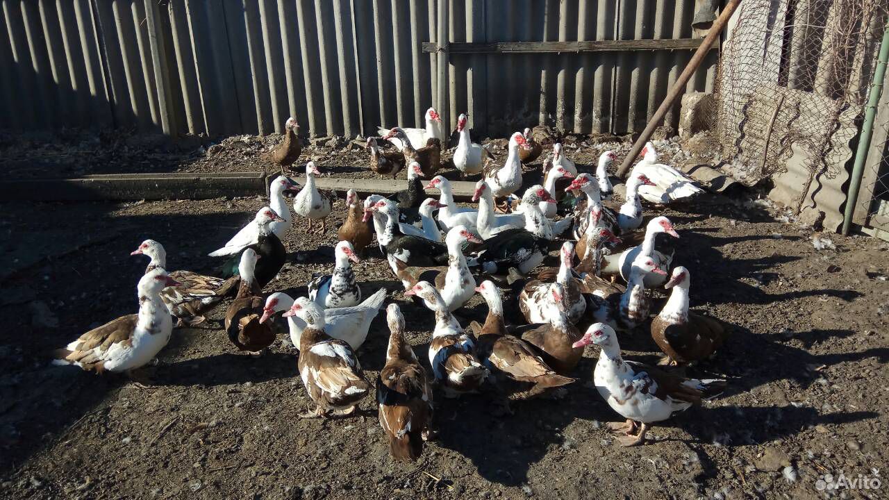 Продам индоуток