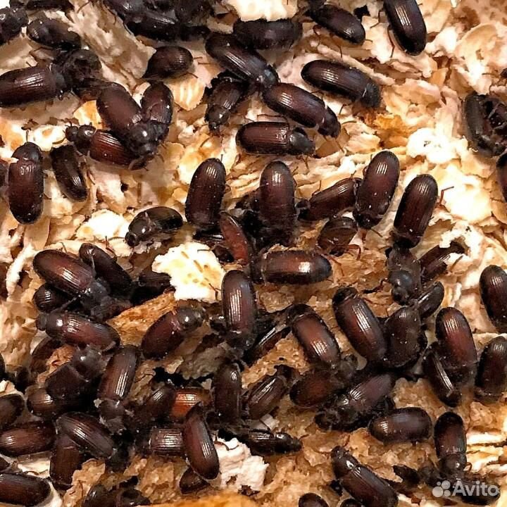 Жук знахарь