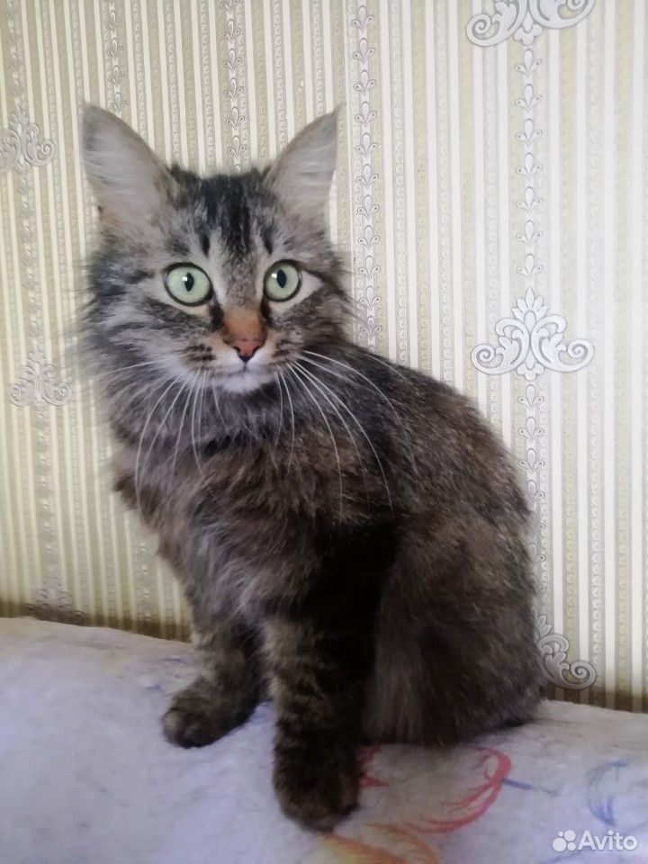 Сибирская красавица 9 мес