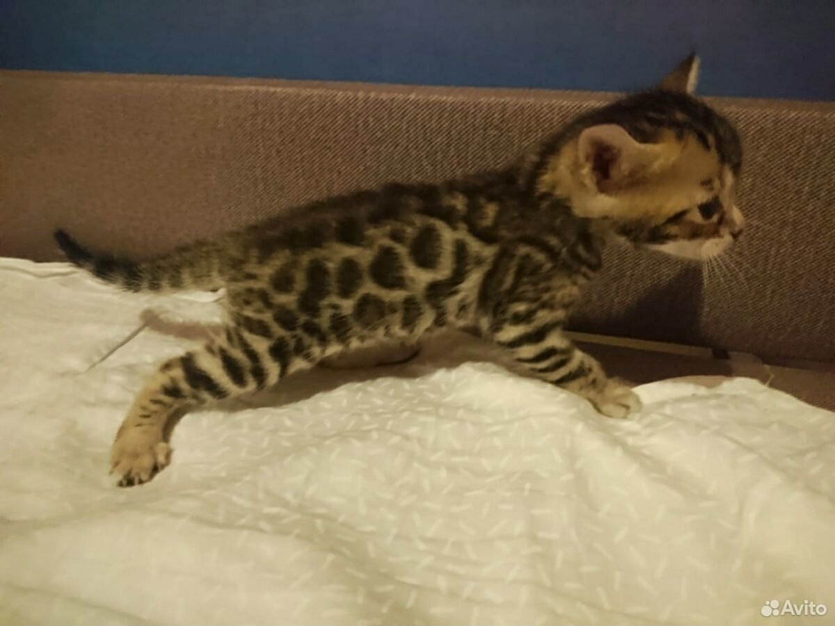 Бенгальская