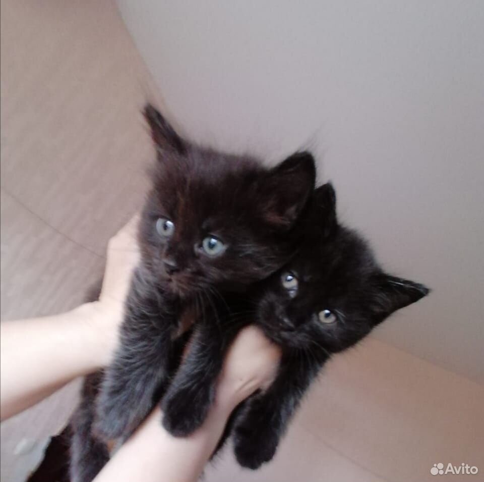 Котята мальчики в добрые руки