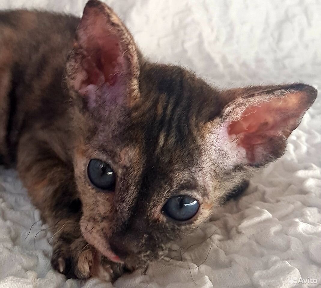 Трехцветная малышка