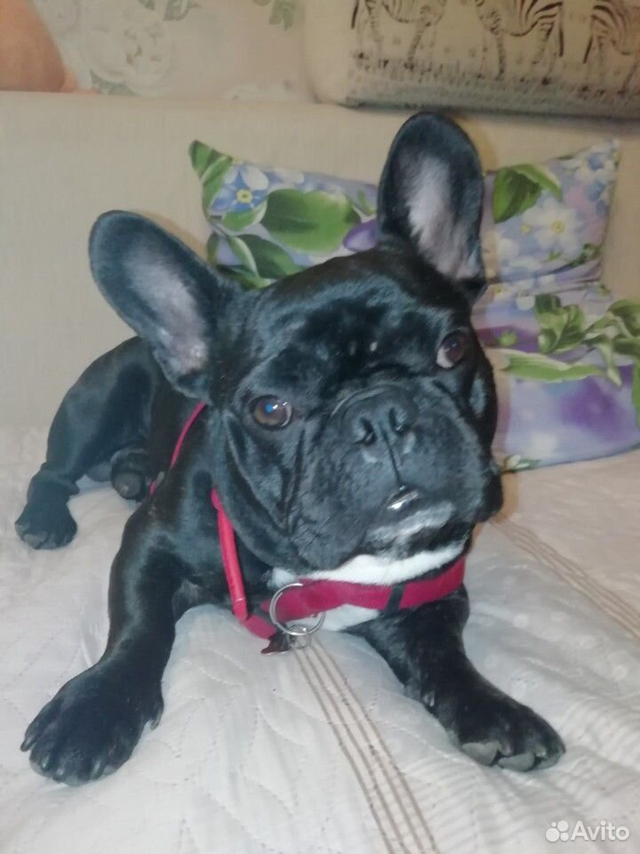 Французский бульдог Вязка