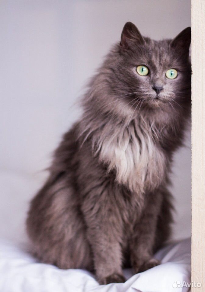 Кошка ищет дом