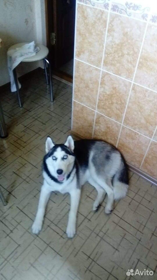 Сибирский хаски