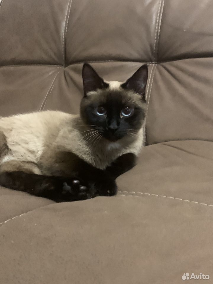 Сиамский котёнок