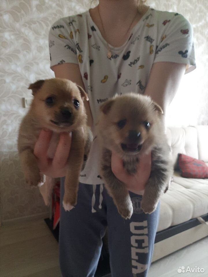 Продаются щенки