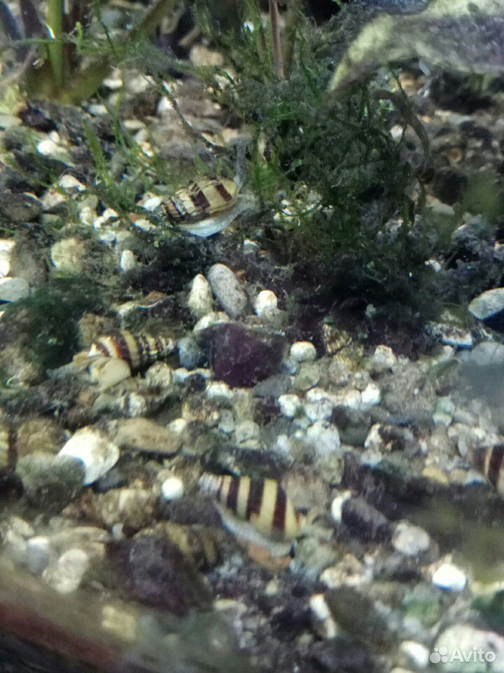 Улитка хелена