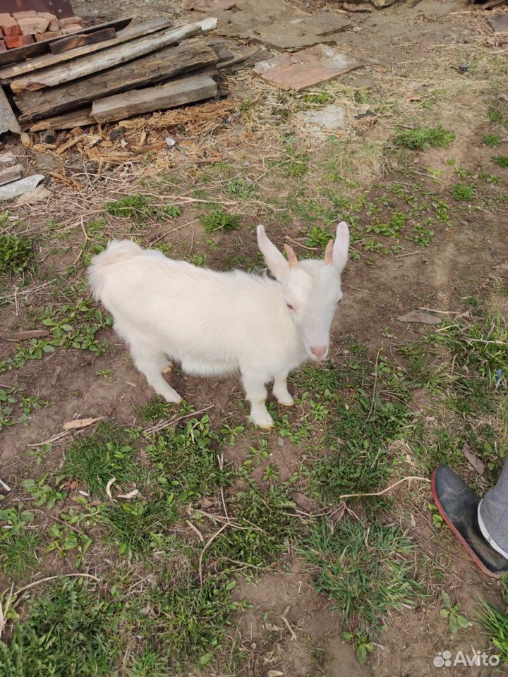 Заненская коза