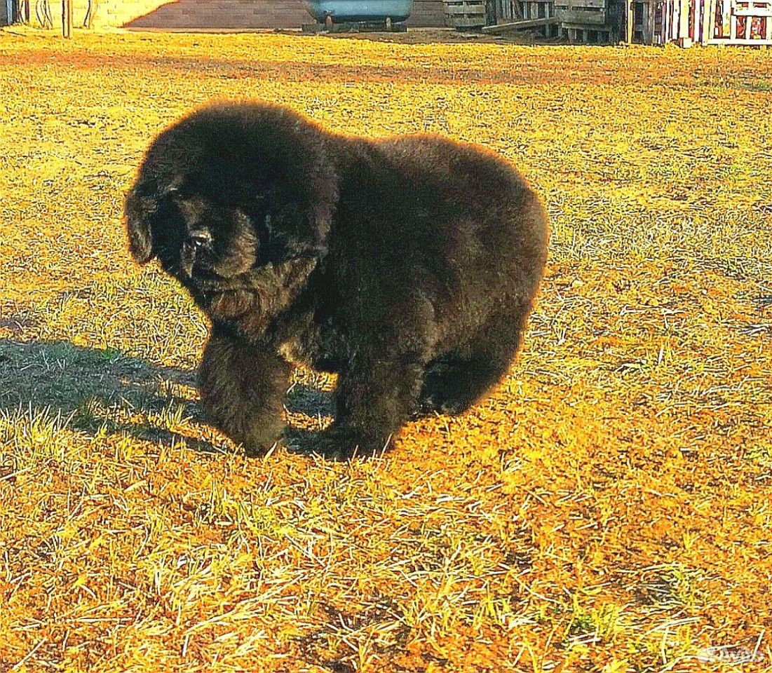 Ньюфаундленд мальчик Даркфлайт Феникс