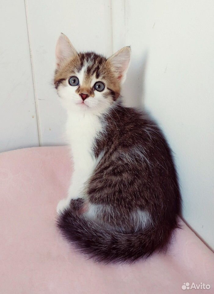 Мусик в дар, в добрые руки